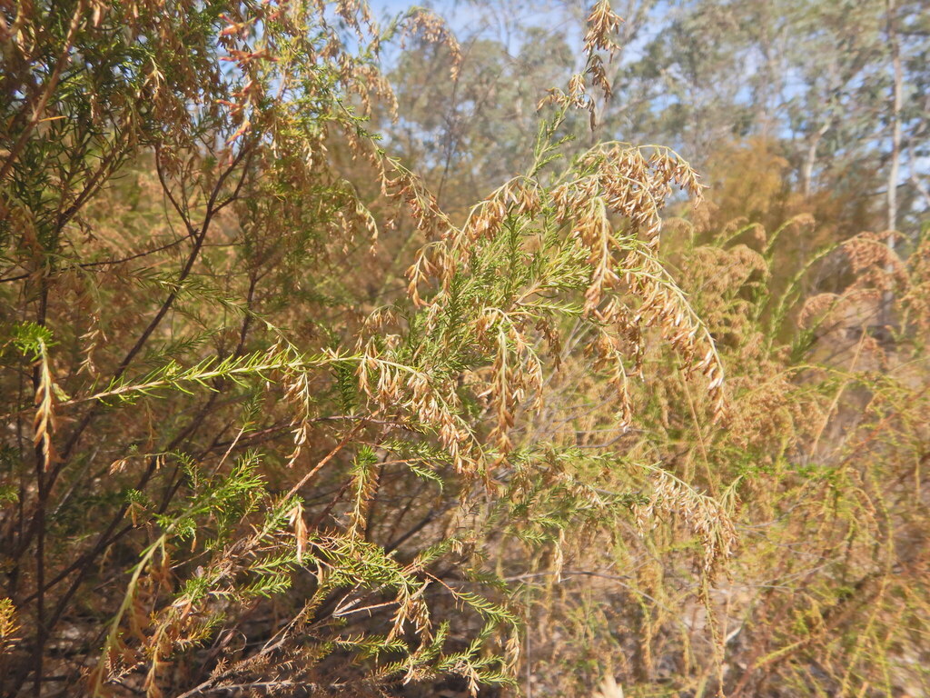 Sifton Bush from Merin Merin Wildlife Reserve Mount Cameron VIC 3370 ...