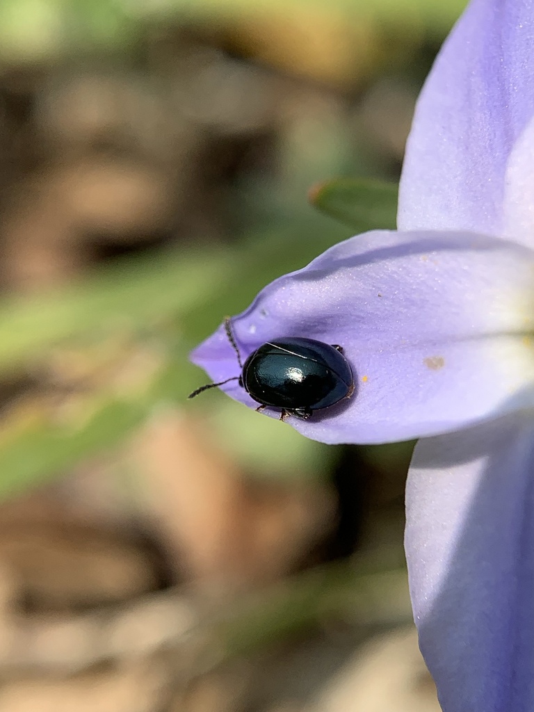 Nonarthra cyanea from 京都府立植物園, 京都市, 京都府, JP on March 26, 2025 at 11:32 ...