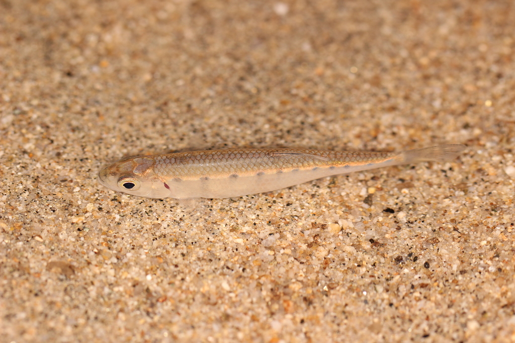 Opsarius from 中国云南省德宏傣族景颇族自治州芒市 on March 27, 2015 at 09:13 PM by 昆虫学 ...