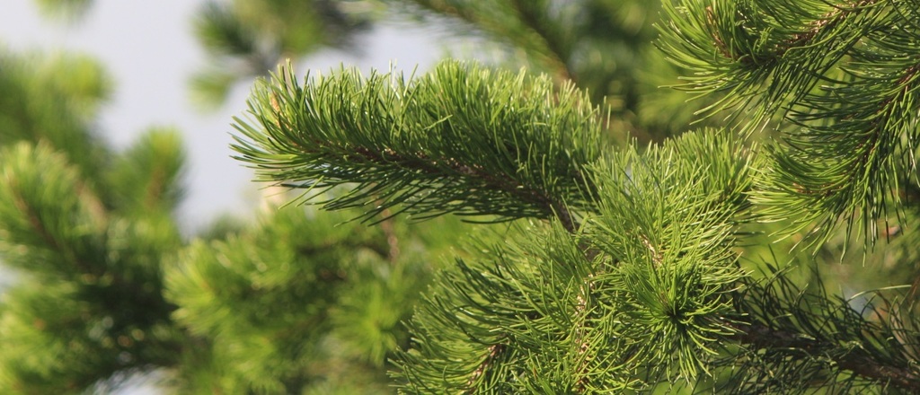 Mexican pinyon (Pinus cembroides) - Botanical Realm