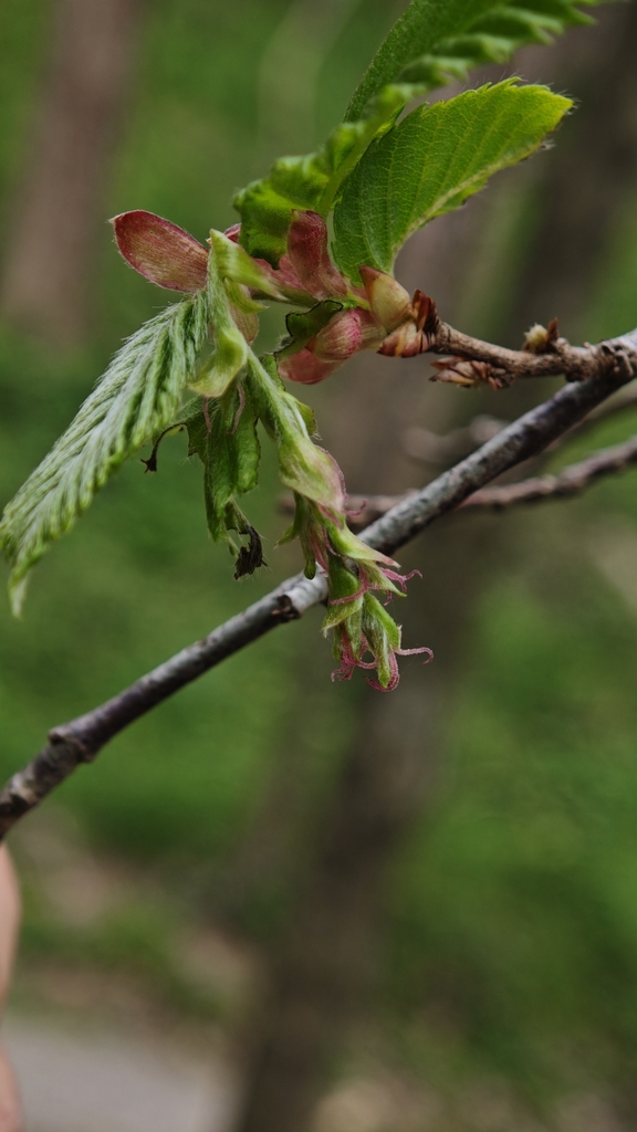Carpinus putoensis in March 2025 by 李博恒 · iNaturalist