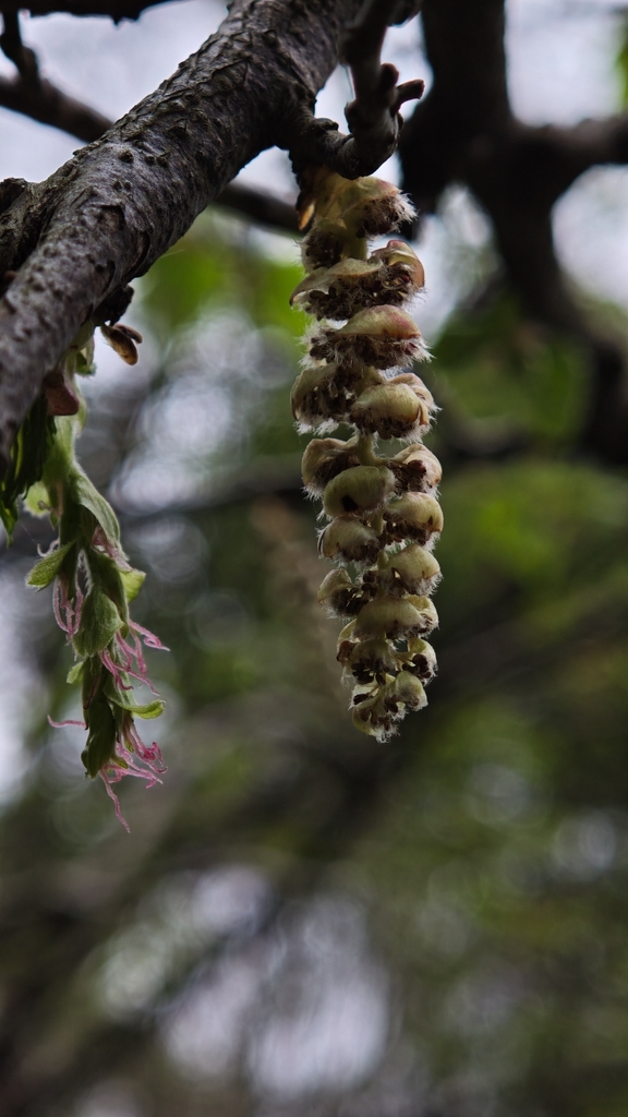 Carpinus putoensis in March 2025 by 李博恒 · iNaturalist