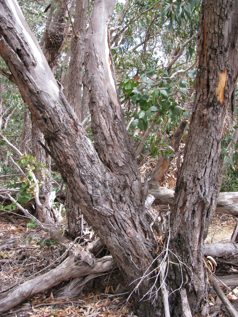 Long-leaved Box (Eucalyptus goniocalyx) - Botanical Realm