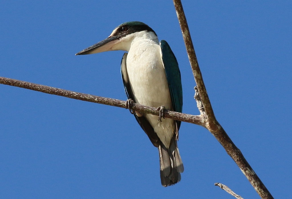 Philippine Collared Kingfisher (Todiramphus chloris collaris) - Avian ...