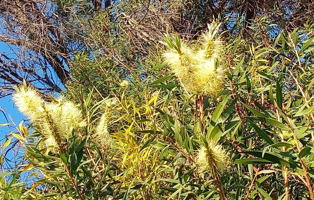Willow bottlebrush from León de los Aldama, Gto., México on March 27, 2025 at 07:40 AM by ...