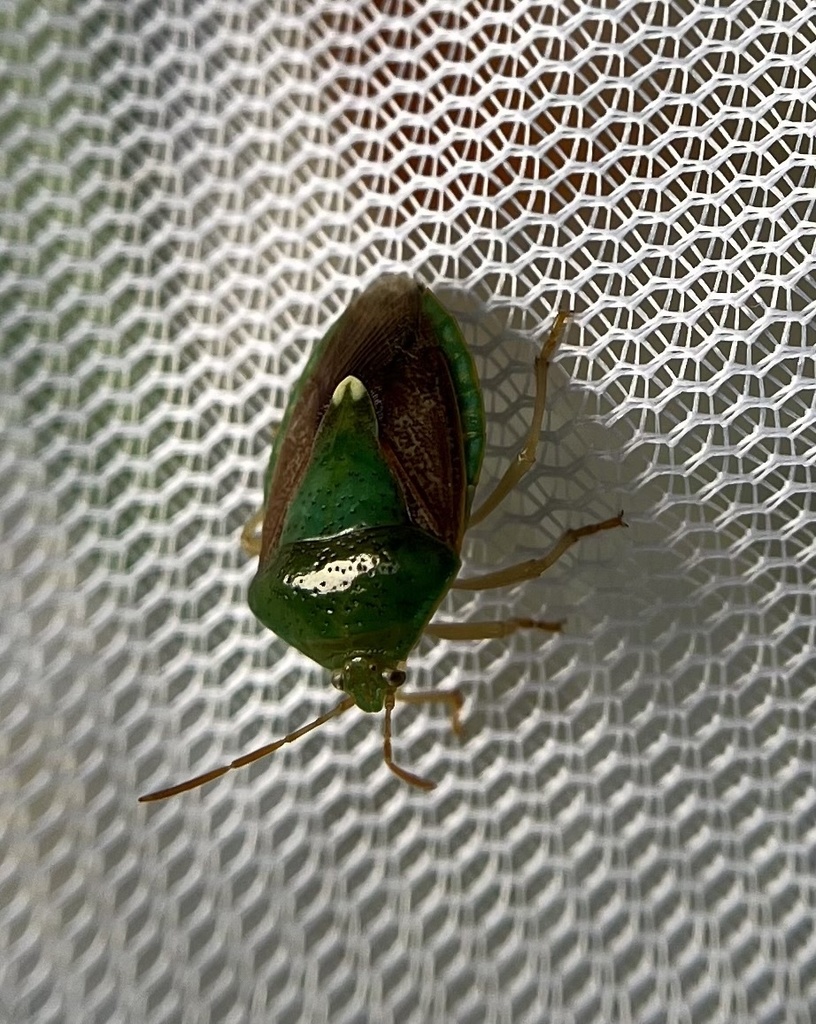 White-heart Stink Bug from El Yunque National Forest, Río Grande, PR ...