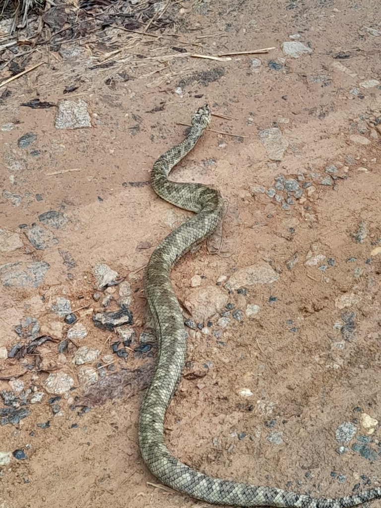 Cropan's Boa in March 2025 by pedrobio. Espécime adulto dr um raro ...