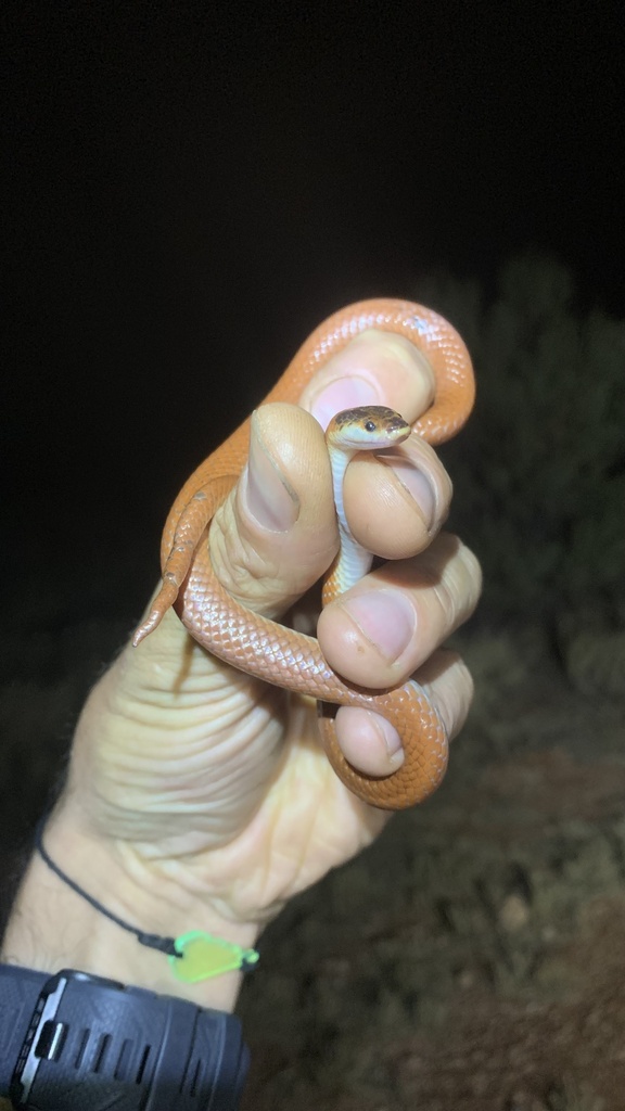 Australian Elapids (inc. Sea Snakes) from Lasseter Highway, Petermann ...