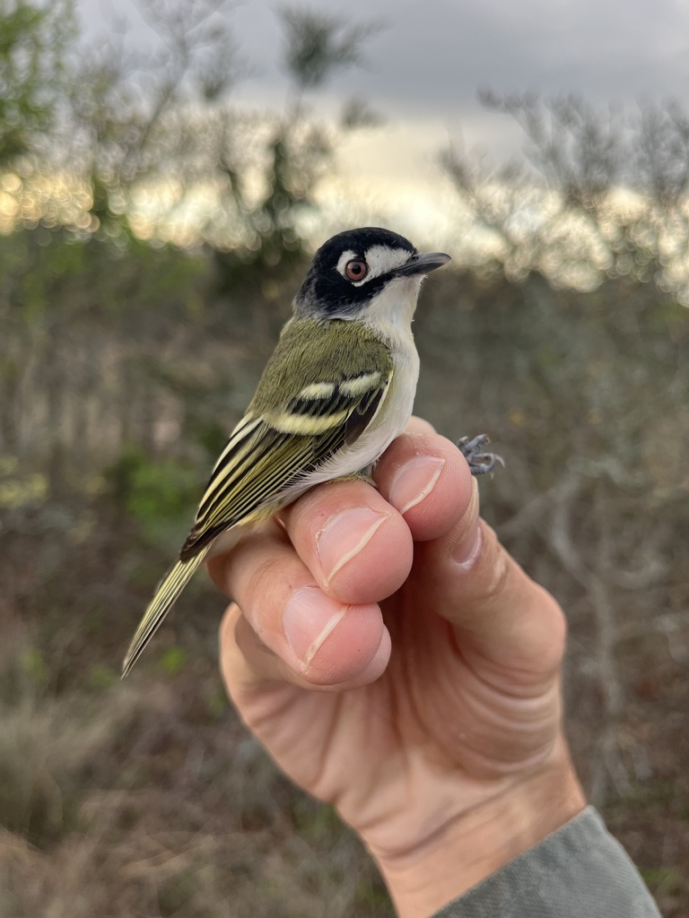 Black-capped Vireo in March 2025 by Noah Nei. Male Black-capped Vireo ...