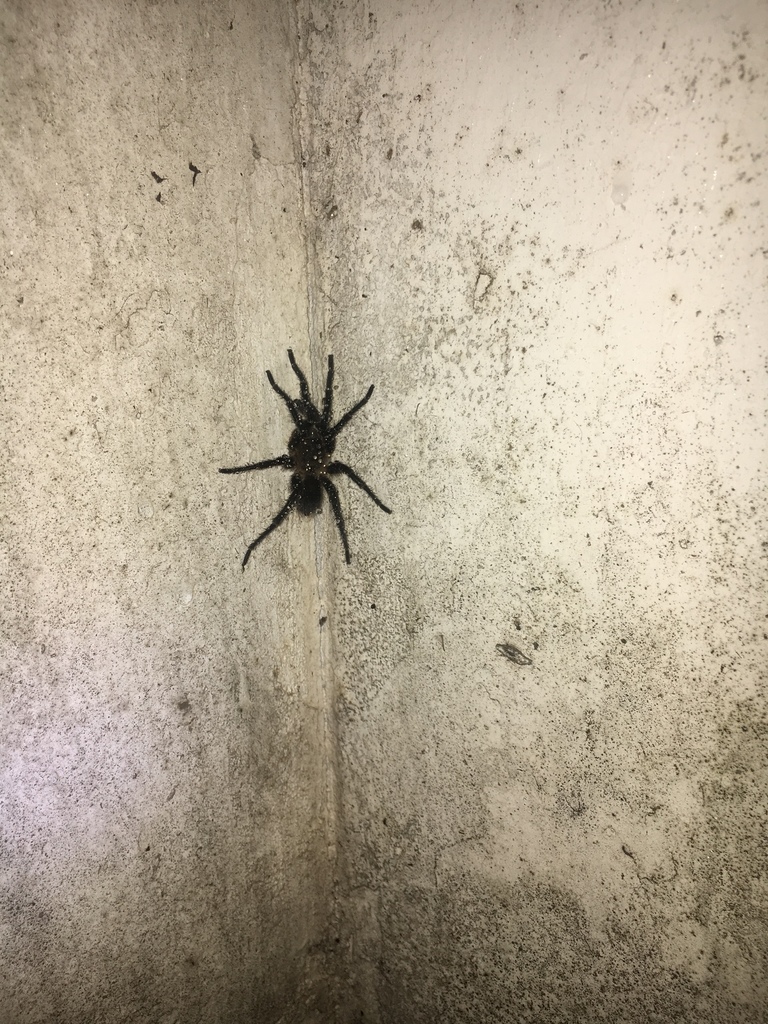 Trinidad Copper Top Tarantula from Cangrehal Road, , Trinidad and ...