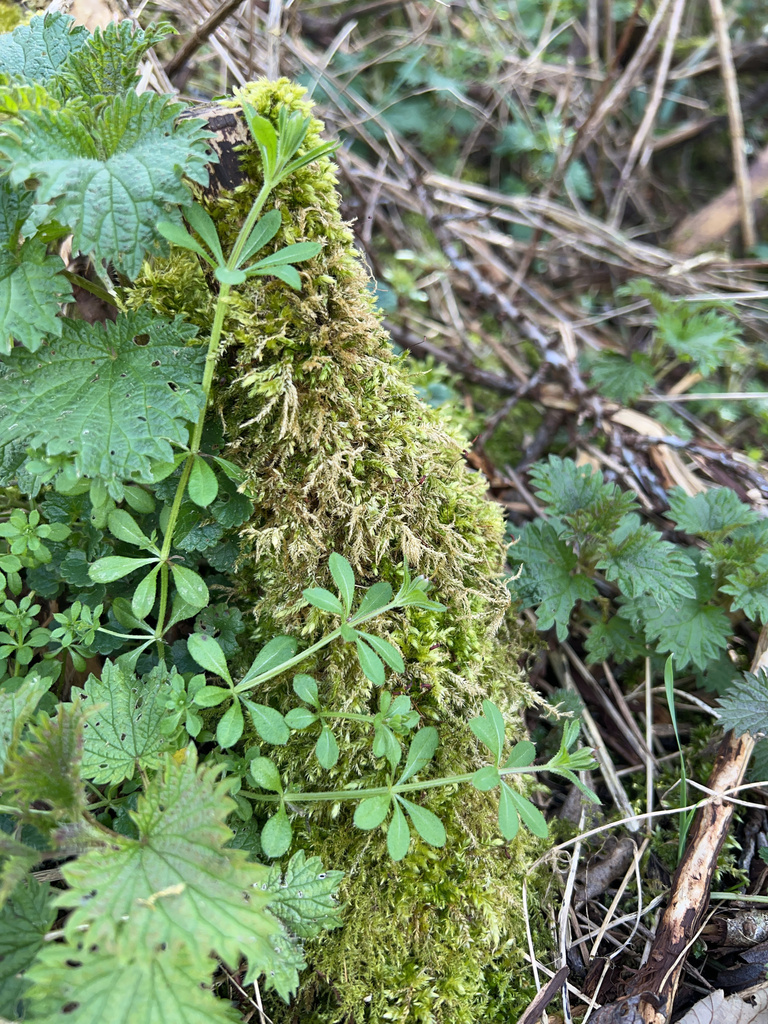catchweed bedstraw from Berrow, Burnham-On-Sea, England, GB on March 12 ...