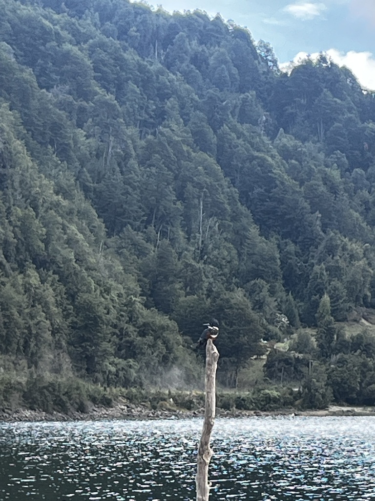 Ringed Kingfisher from Palena, CL-LL, CL on March 27, 2025 at 01:22 PM ...