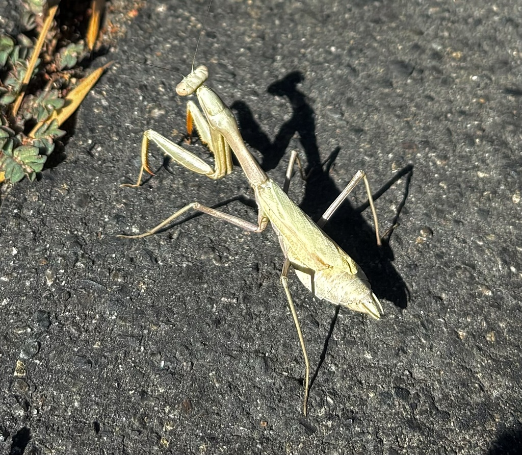 Arizona Mantis from Superior St, Los Angeles, CA, US on October 18 ...