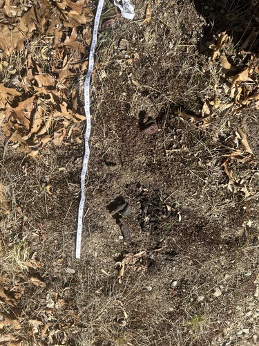 Raccoon Tracks – NatureTracking