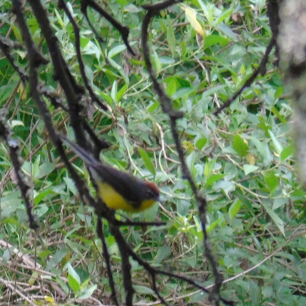 Brown-capped Redstart from San Antonio, Tarija, Bolivia on February 15, 2025 at 09:44 AM by ...