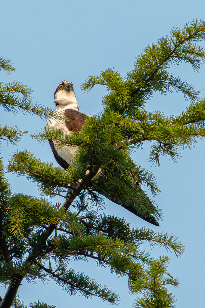 Osprey from Sand Point, Seattle, WA 98115, USA on September 11, 2022 at ...
