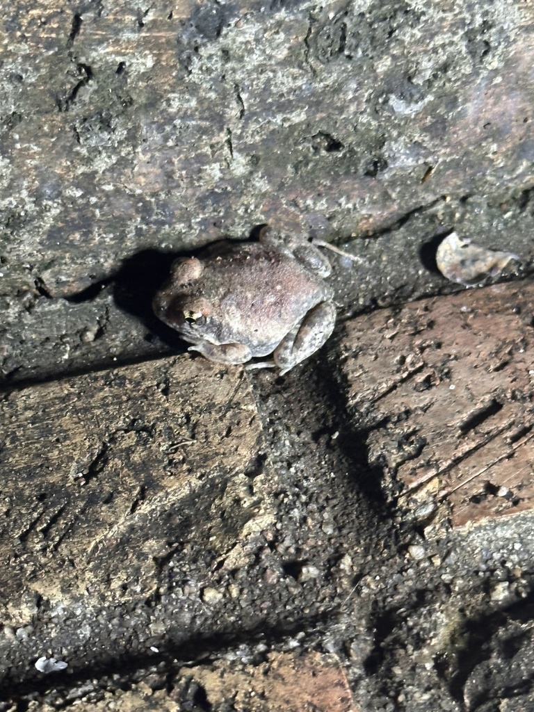 Natal sand frog from Kruger-Nationalpark, Mpumalanga, ZA on March 27 ...