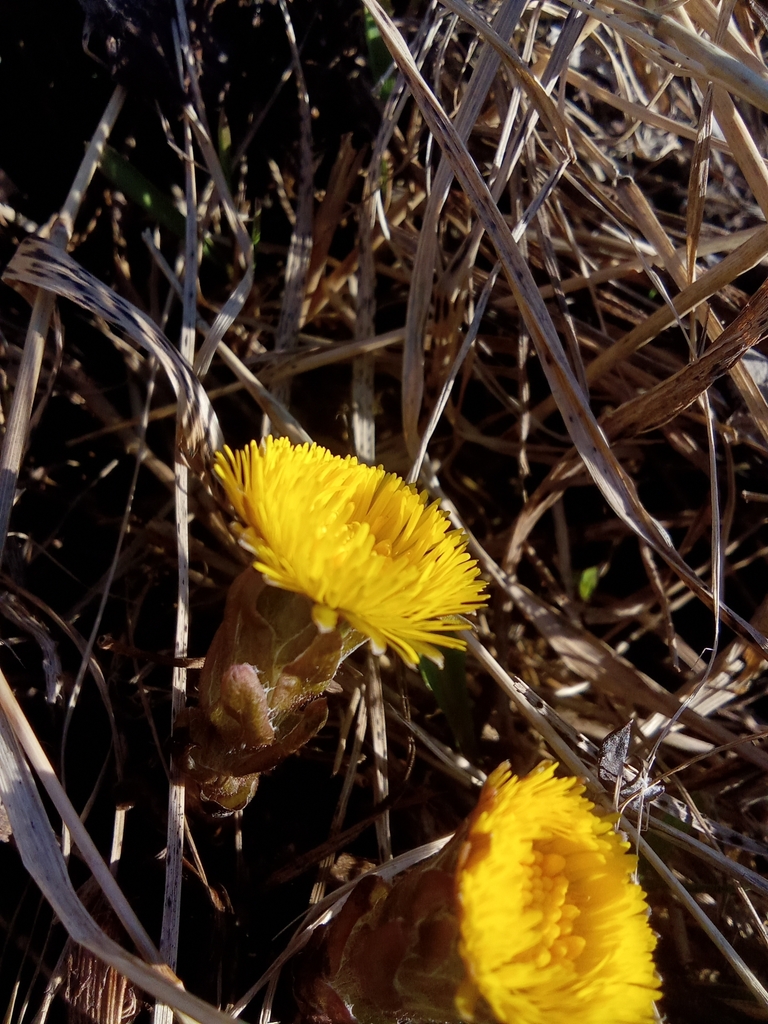 colt's-foot from Velikiy Novgorod, RU-NG, RU on March 27, 2025 at 05:44 ...