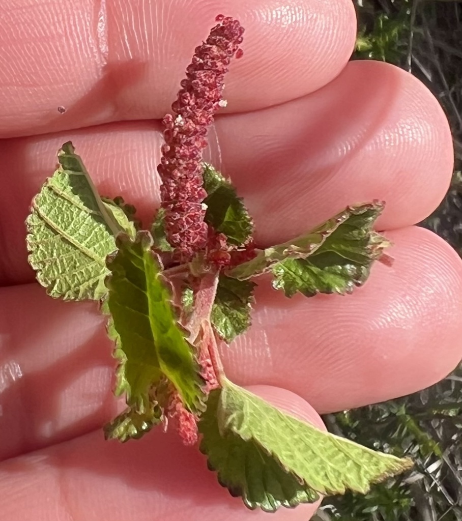 California Copperleaf from Ensenada, B.C., MX on March 18, 2025 at 10: ...