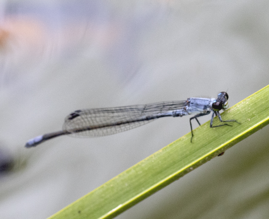 Slate Sprite from Silver Lakes Golf Estate, 0054, Suid-Afrika on March ...