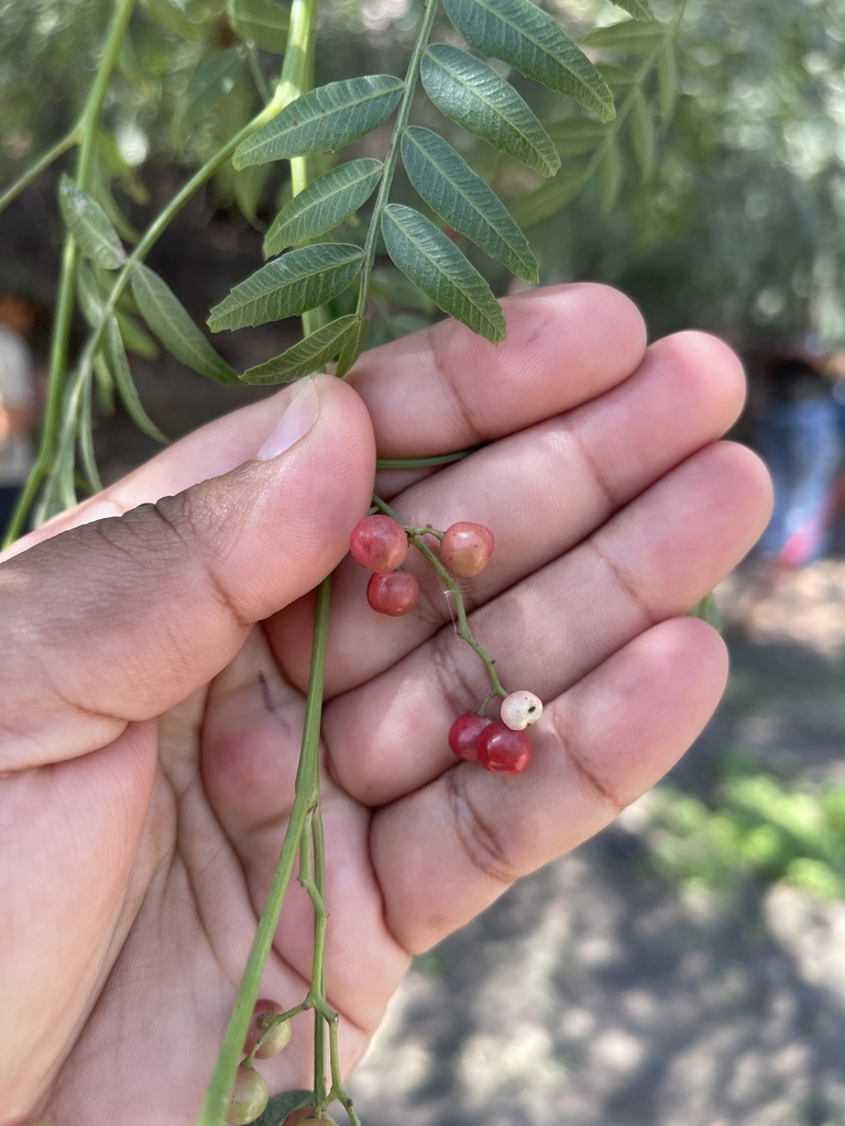 Peruvian Pepper Tree from Tijuana, B.C., MX on March 21, 2025 at 11:50 ...