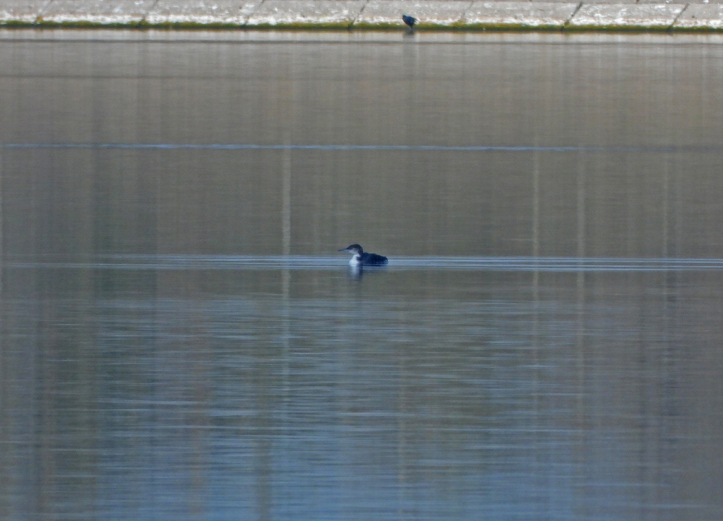 Common Loon from Stanwell, UK on 26 March, 2025 at 12:12 PM by Paul ...