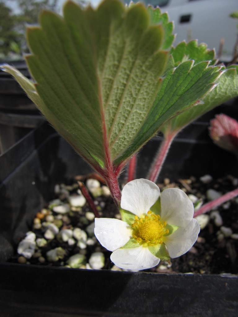Hawaiian Strawberry (Fragaria chiloensis sandwicensis) - Botanical Realm