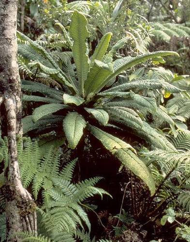 Cyanea hamatiflora · iNaturalist