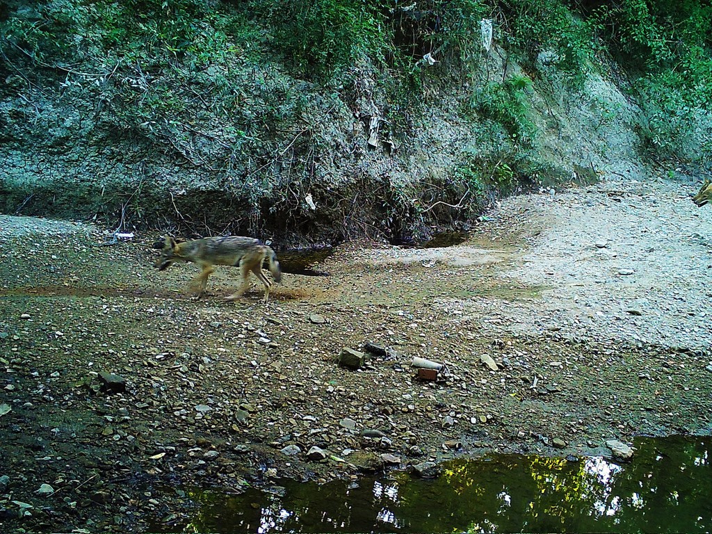 Coyote from Lake Highlands, Dallas, TX, USA on August 11, 2016 at 07:08 ...