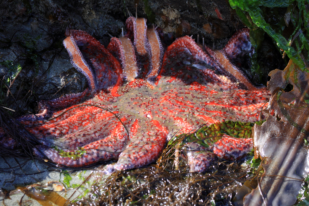 Sunflower Sea Star from North Coast, BC, Canada on August 03, 2011 at ...