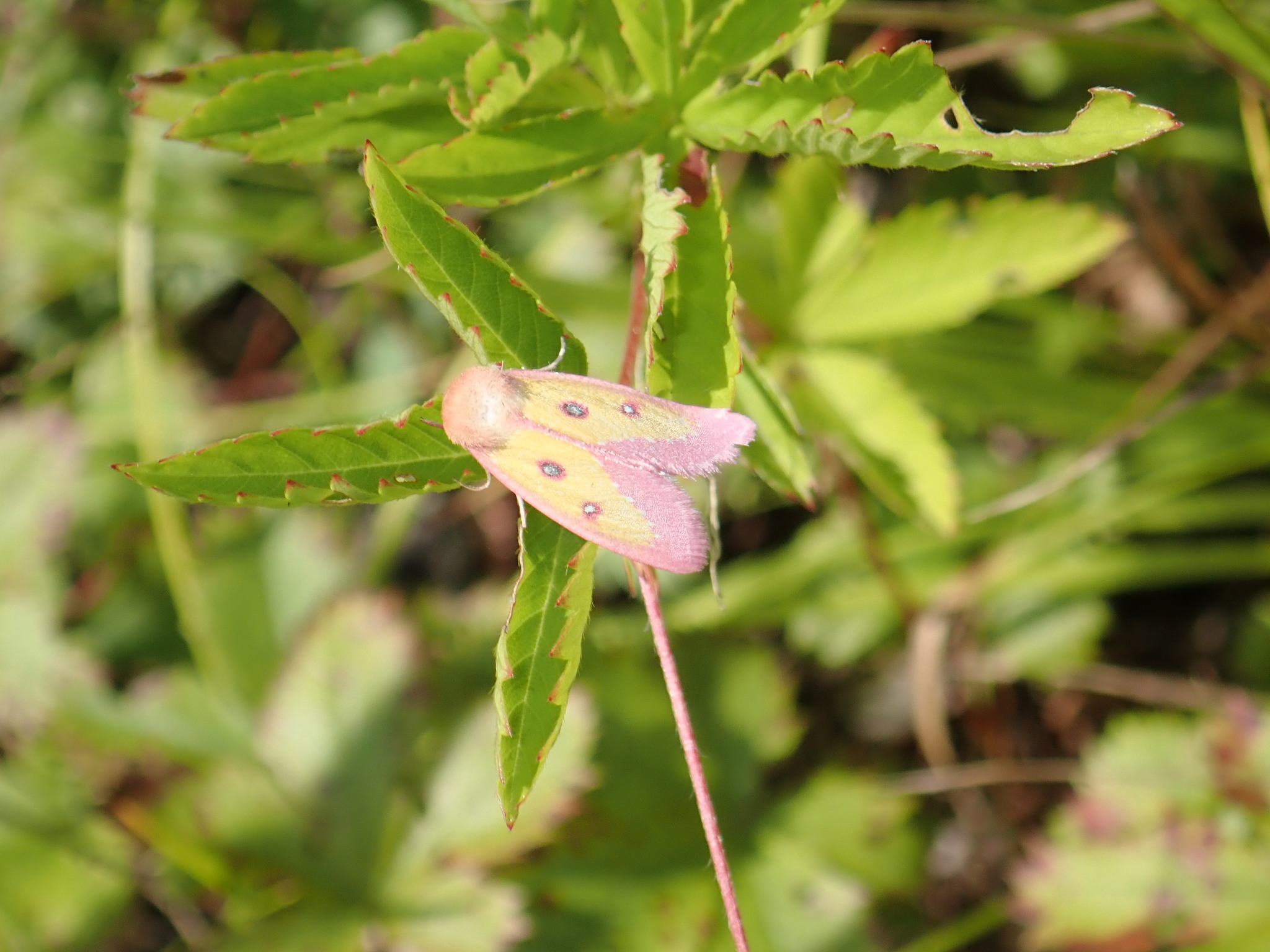 Derrima Walker, 1858