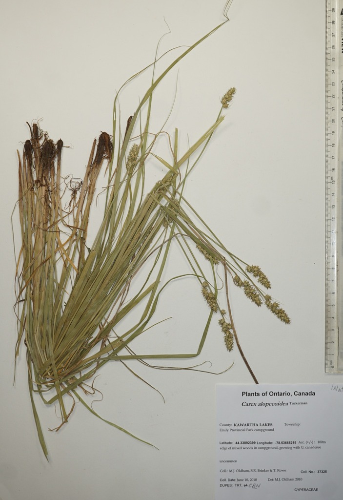 foxtail sedge from Canada, Ontario KAWARTHA LAKES County, Emily ...