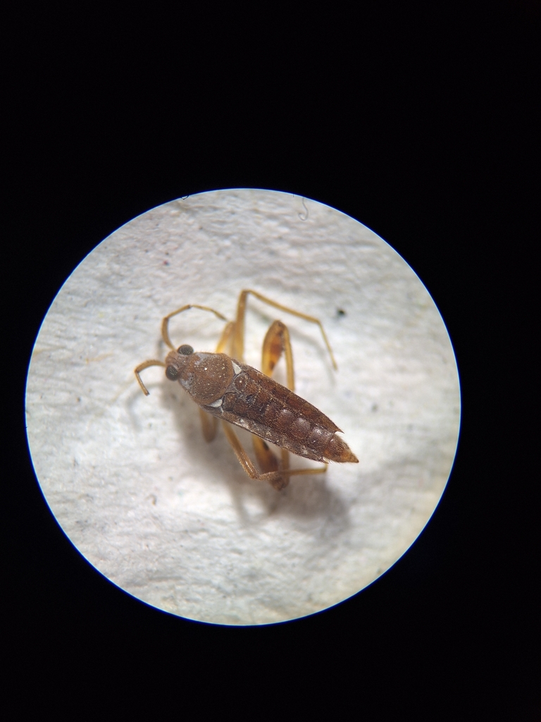 Stridulivelia astralis from São Sebastiao, Altamira - PA, Brasil on May 10, 2024 at 04:52 PM by ...