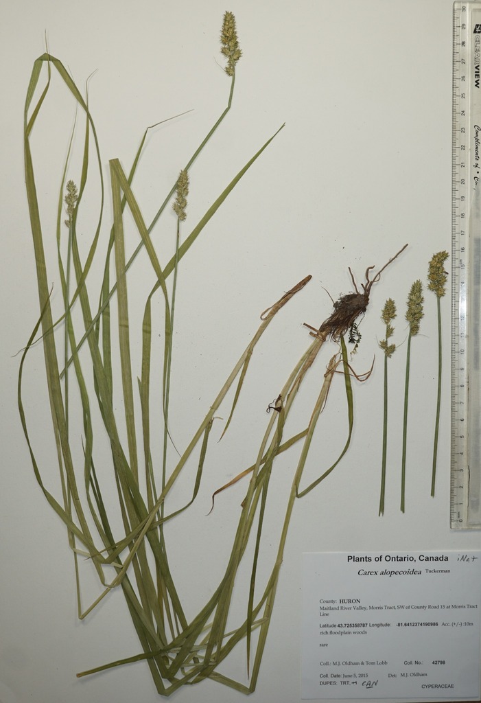 foxtail sedge from Canada, Ontario, HURON County, Maitland River Valley ...