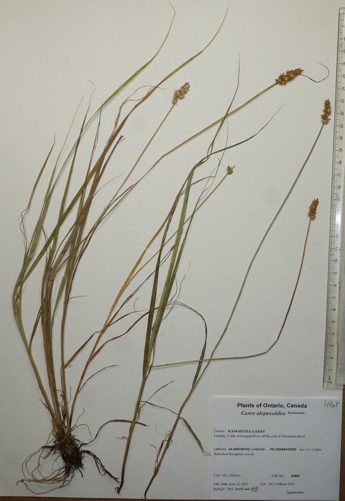 foxtail sedge from Canada, Ontario, KAWARTHA LAKES County, Lindsay, E ...