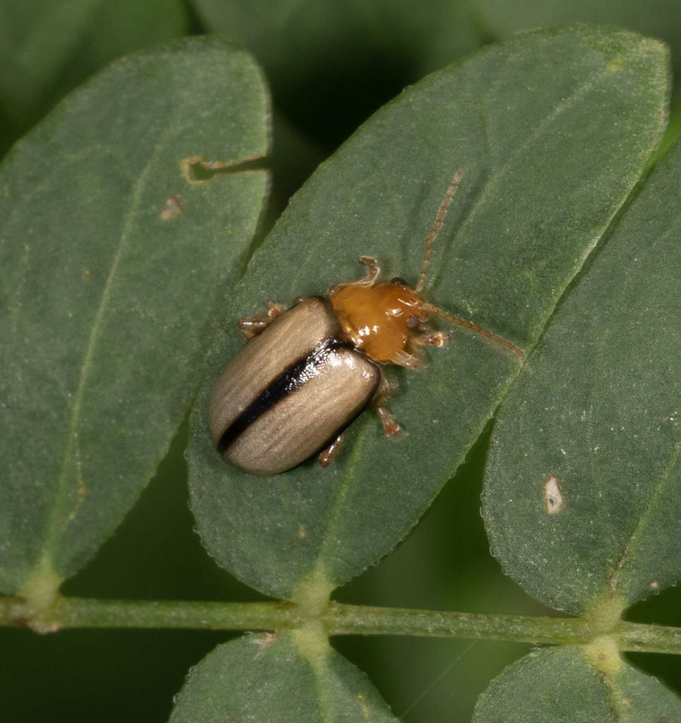 Philopona from Hambantota, Sri Lanka on March 12, 2025 at 03:40 PM by ...