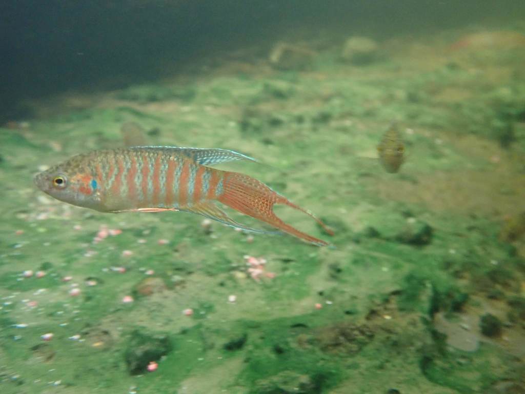 Fork tailed paradisefish in August 2019 by Mac Lin · iNaturalist