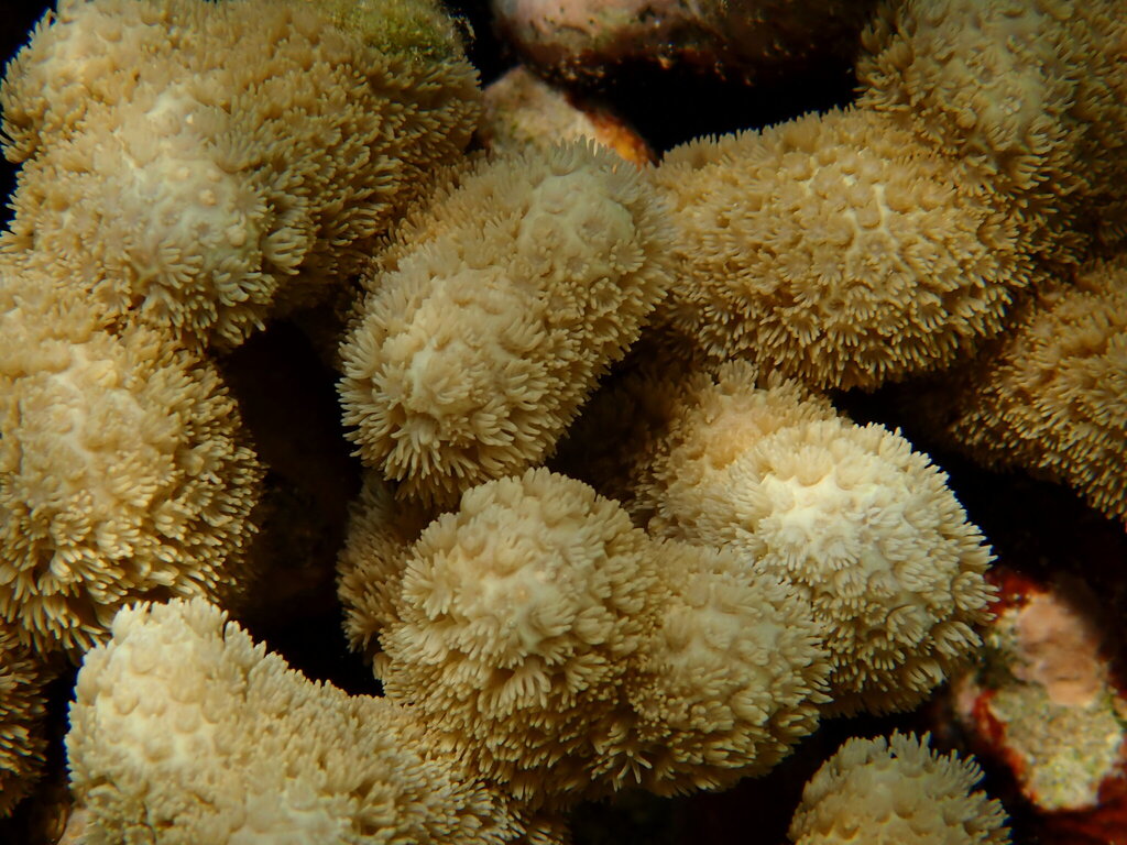 Finger Coral (Caribbean Coral: Shallow Water Stony Corals Commonly Seen ...