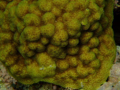 Mustard Hill Coral (Caribbean Coral: Shallow Water Stony Corals ...