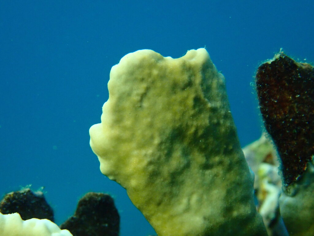 Blade Fire Coral (Caribbean Coral: Shallow Water Stony Corals Commonly ...