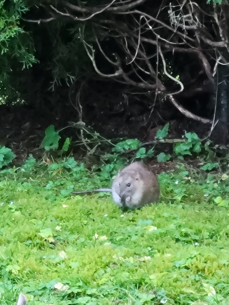 Brown Rat from Newton, Surrey, BC, Canada on January 9, 2025 at 04:16 ...
