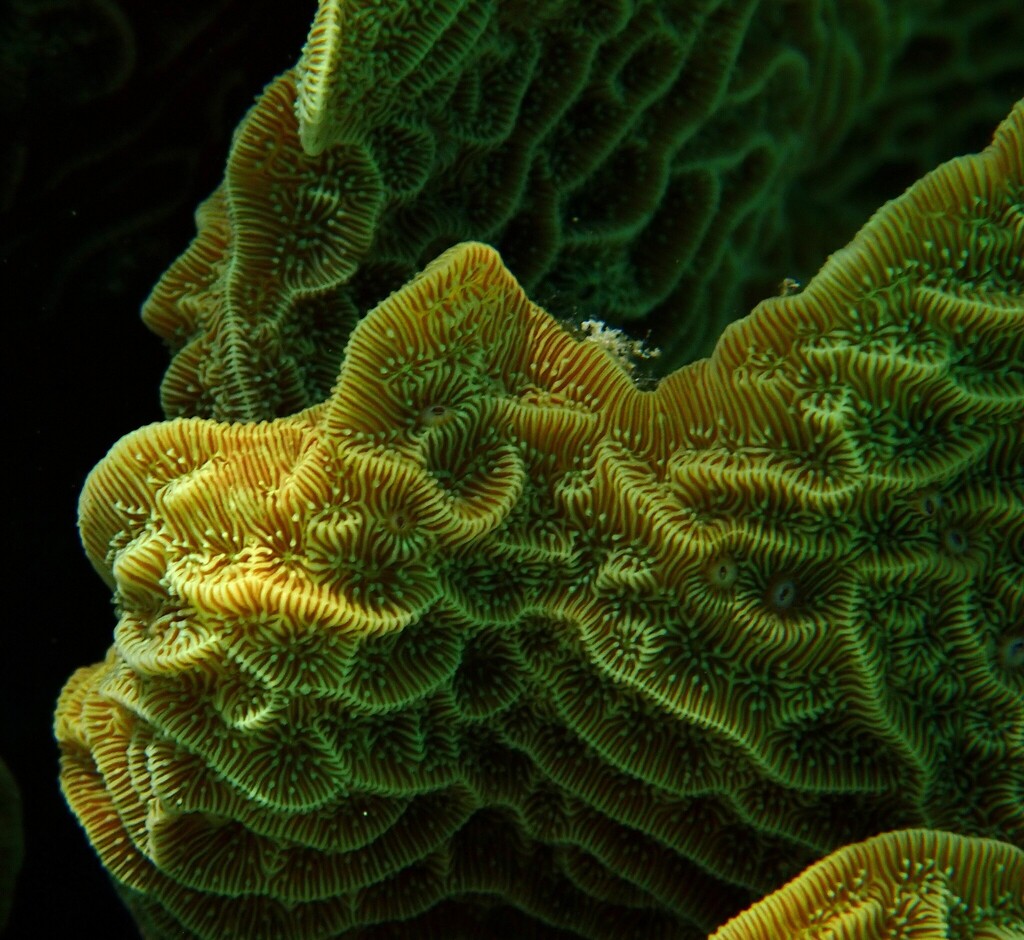 Thin Leaf Lettuce Coral (Caribbean Coral: Shallow Water Stony Corals Commonly Seen) · iNaturalist