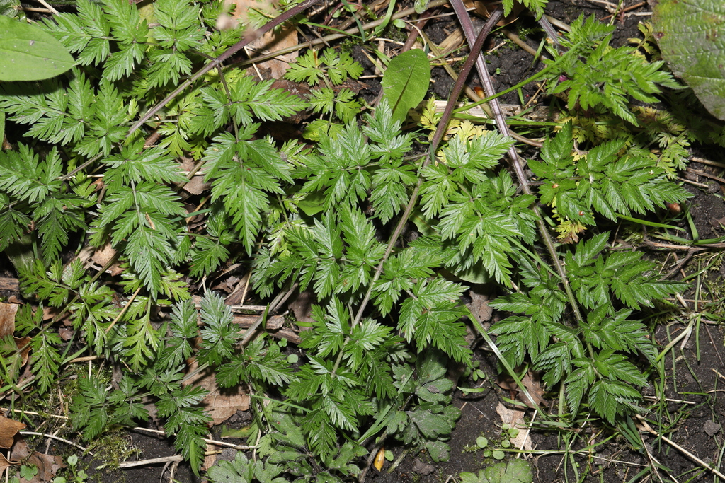 Cow Parsley from Speke Hall grounds, The Walk, Speke, Liverpool ...