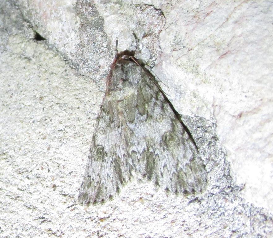 Hackberry Dagger from Hornsby Bend, TX, USA on March 15, 2025 at 09:08 ...