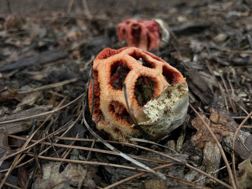 red-cage fungus from Heather Farm Park, Walnut Creek, CA, US on March ...