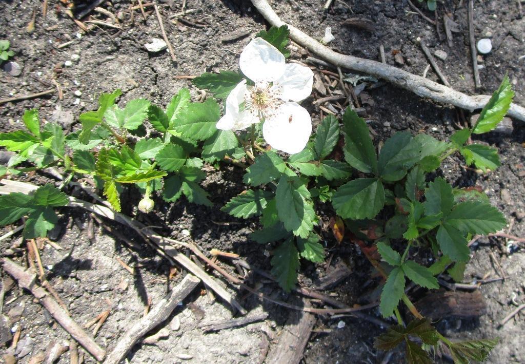 southern dewberry from Pflugerville, TX, USA on March 17, 2025 at 02:46 ...