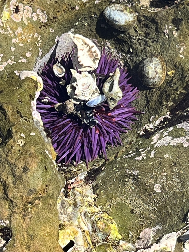 Pacific Purple Sea Urchin from White Point Beach, Los Angeles, CA, US ...