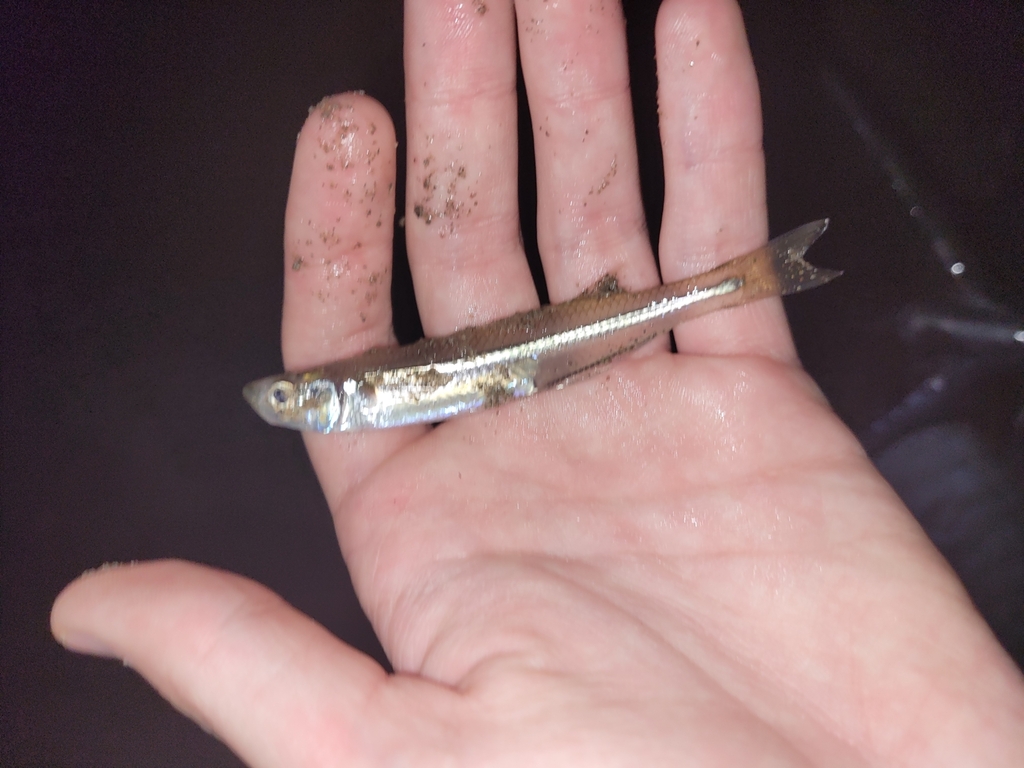 Atlantic Silverside from Shediac, NB, Canada on March 26, 2025 at 09:09 ...