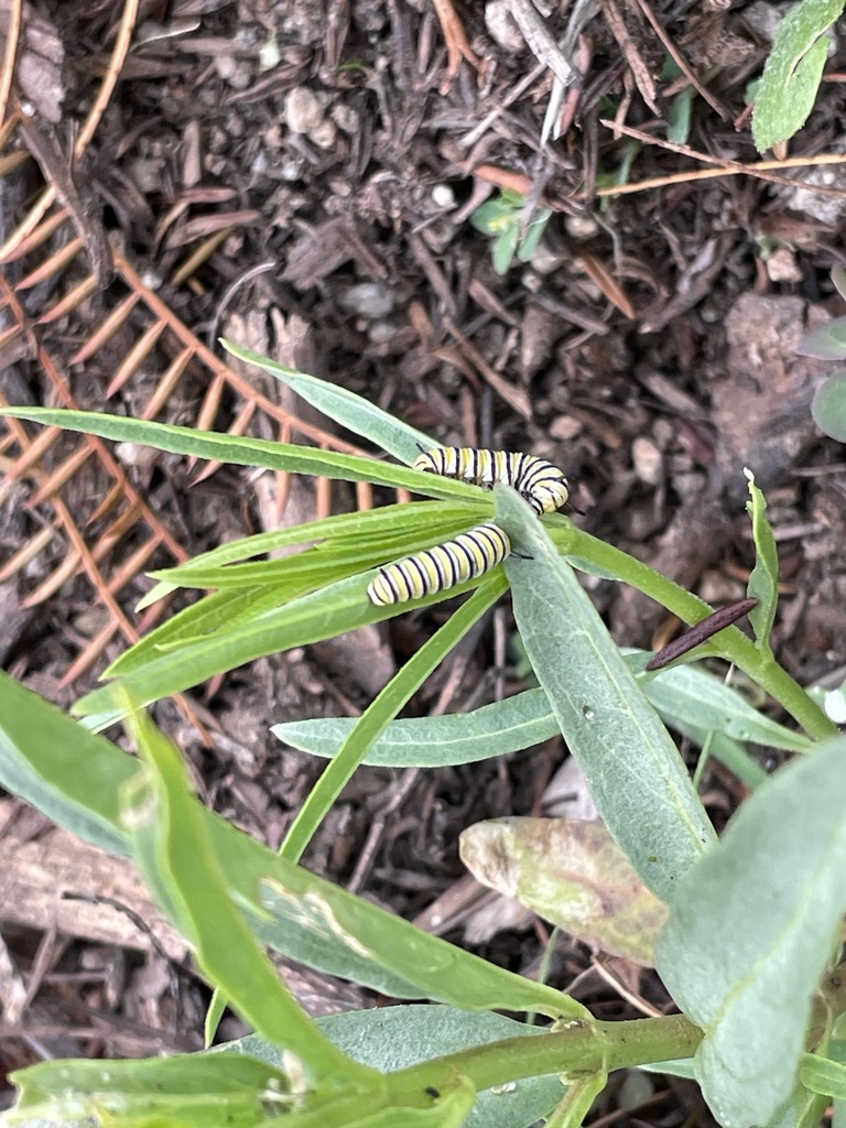Monarch from Ashby Ave, Los Angeles, CA, US on March 25, 2025 at 09:50 ...