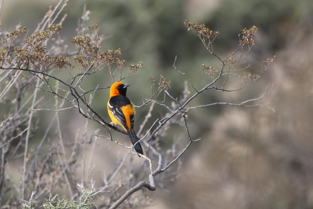 Hooded Oriole from Santa Lucía, 25016 Saltillo, Coah., México on March ...